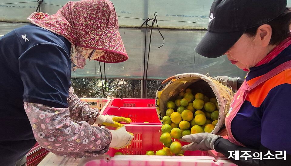 여름철 과일이 생각난다면 ‘시원한 제주산 하우스 감귤’