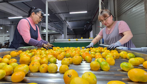 여름철 과일이 생각난다면 ‘시원한 제주산 하우스 감귤’